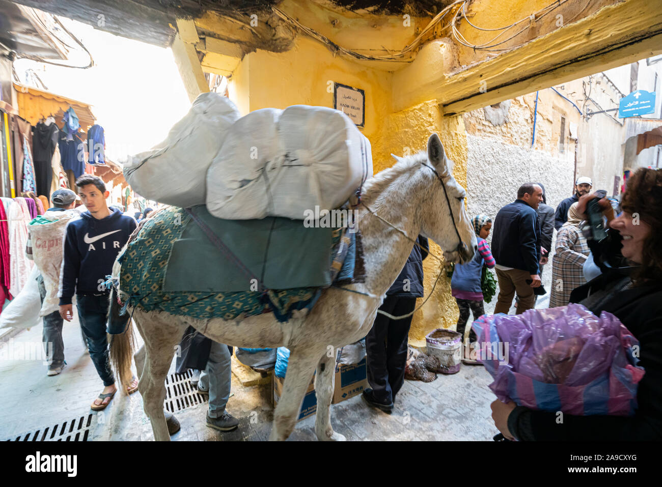 Fez, Morocco. November 9, 2019. the animals that transport the goods ...