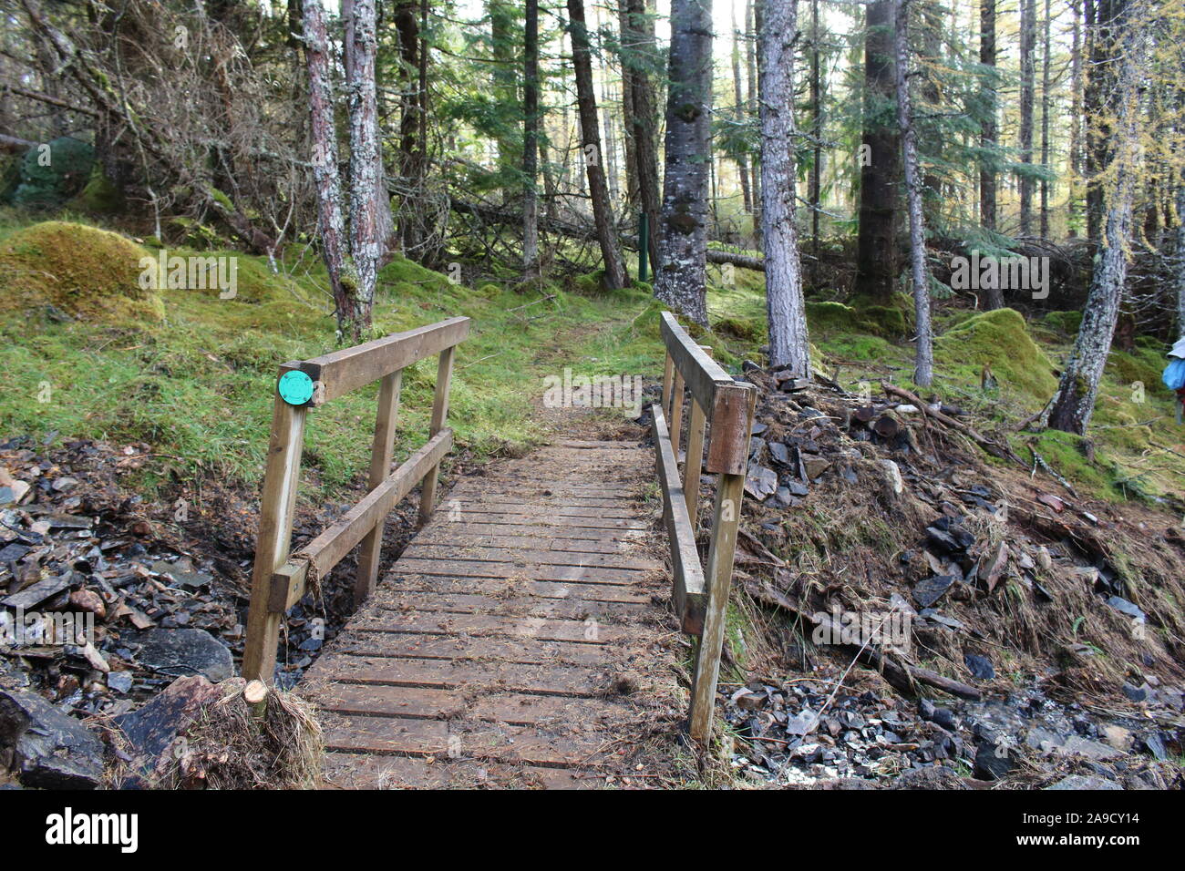 Bridge over stream in conifer woodland, Rosehall, Scotland Stock Photo ...