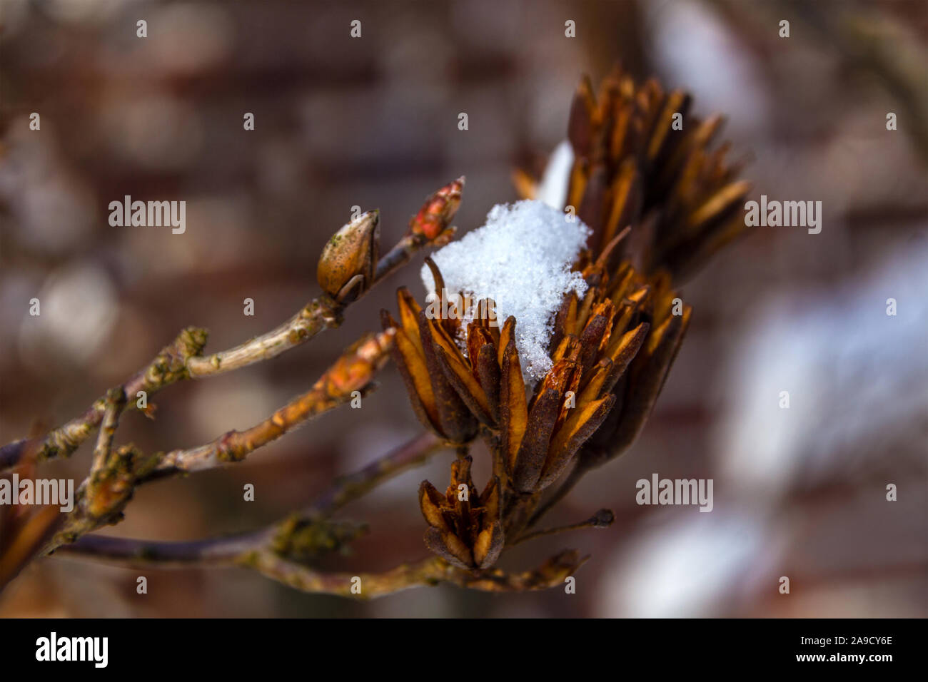 Snow azalea hi-res stock photography and images - Alamy