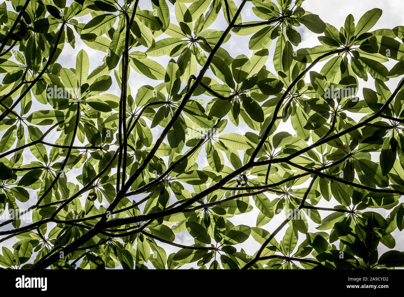 Komorebi, tree from below Stock Photo - Alamy