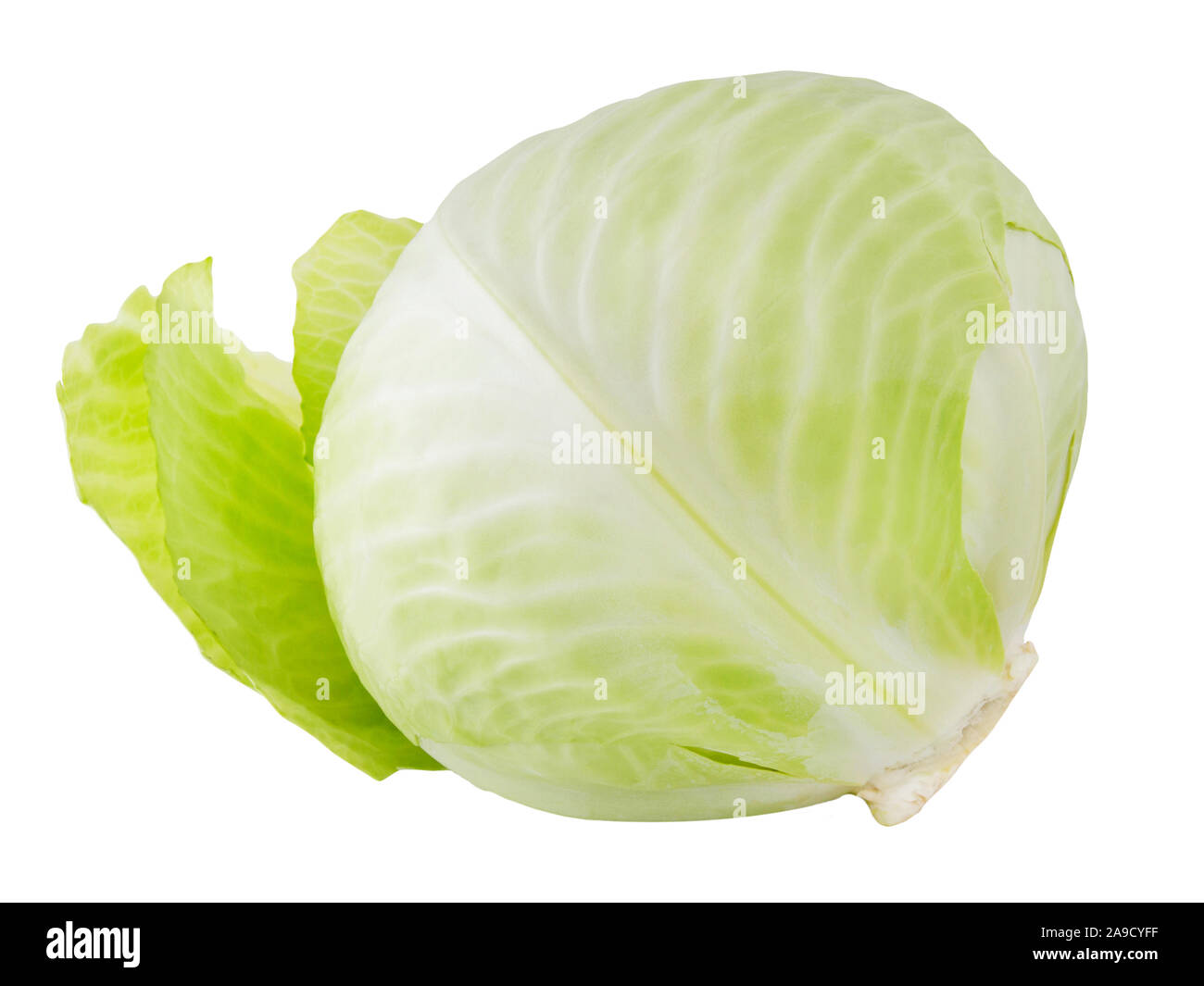 White cabbage against white background Stock Photo - Alamy
