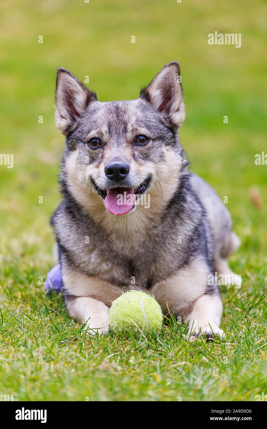 A small cute smiling dog - Swedish Vallhund Stock Photo - Alamy