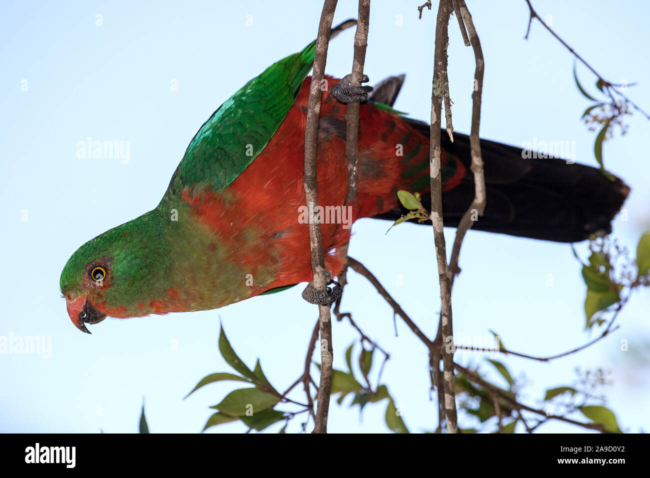 Parrot in tree hi-res stock photography and images - Alamy