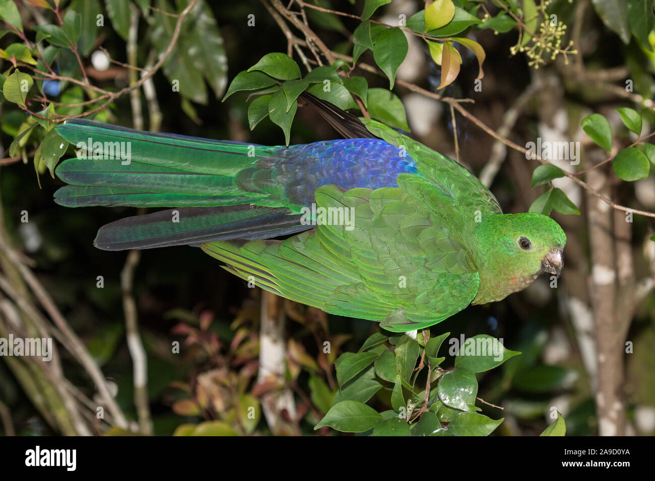 Parrot in tree hi-res stock photography and images - Alamy