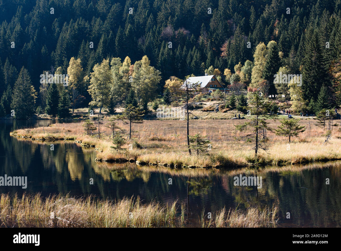 Bavarian state forests hi-res stock photography and images - Alamy