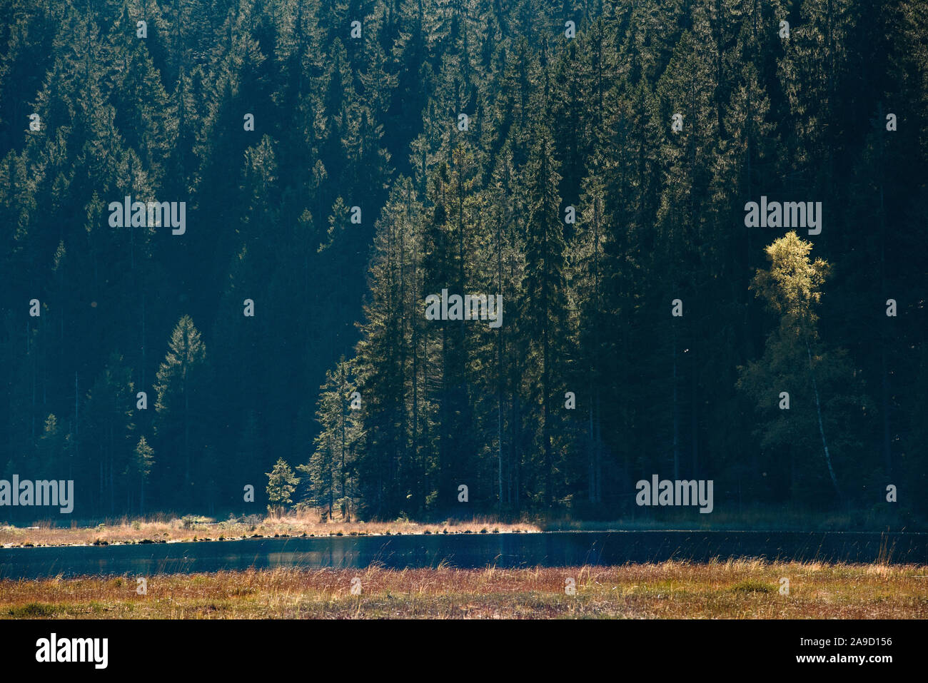 Nature in the national park the Bavarian Forest Stock Photo - Alamy