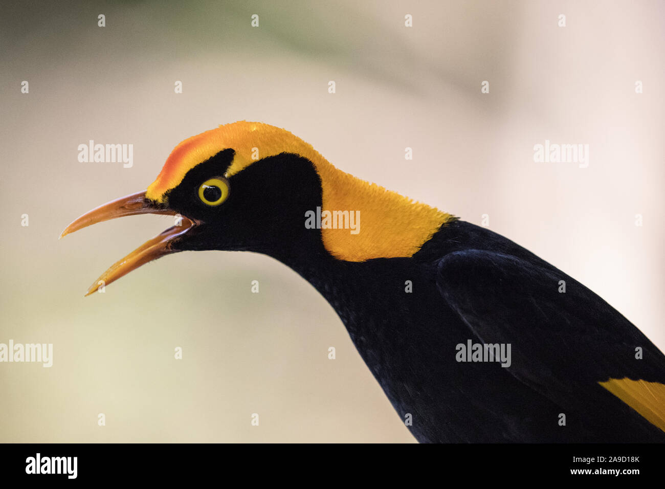 Another bird hi-res stock photography and images - Alamy