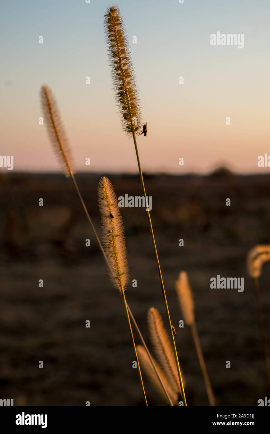 A cluster of foxtail weeds in fall colors with a single fly on the ...