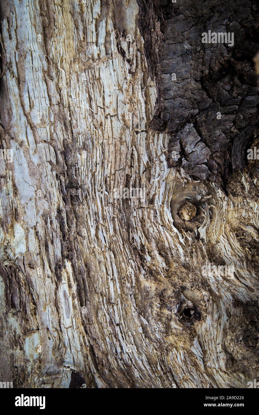 Wood texture of a bark tree trunk Stock Photo - Alamy