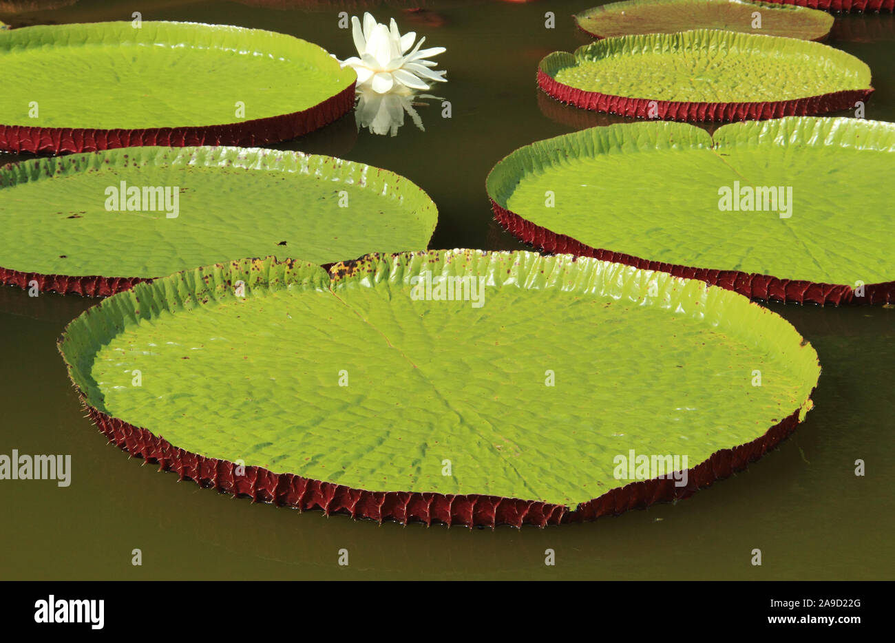Giant floating leaves of Victoria cruziana aquatic water plant with in ...