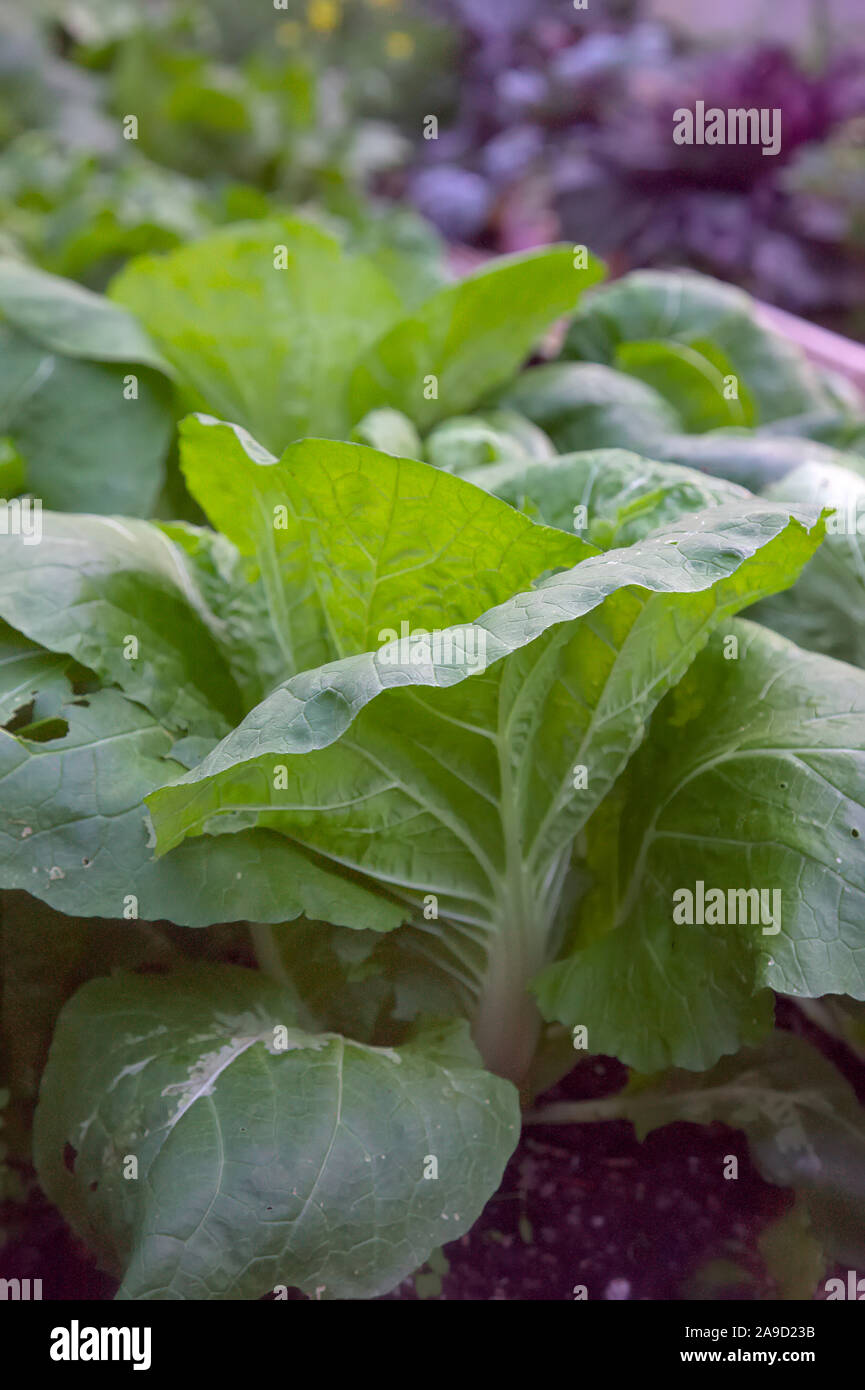 Brassica Rapa Pekinensis High Resolution Stock Photography and Images ...