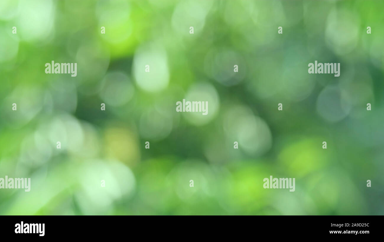Defocused abstract nature background with green leaves and bokeh lights ...