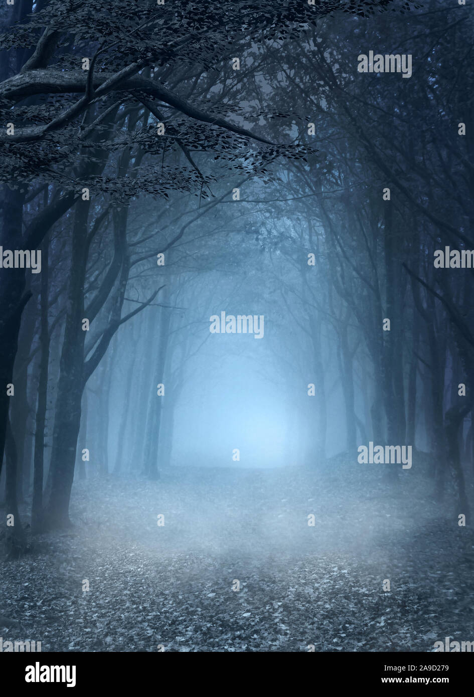 Road in the blue foggy forest Stock Photo - Alamy