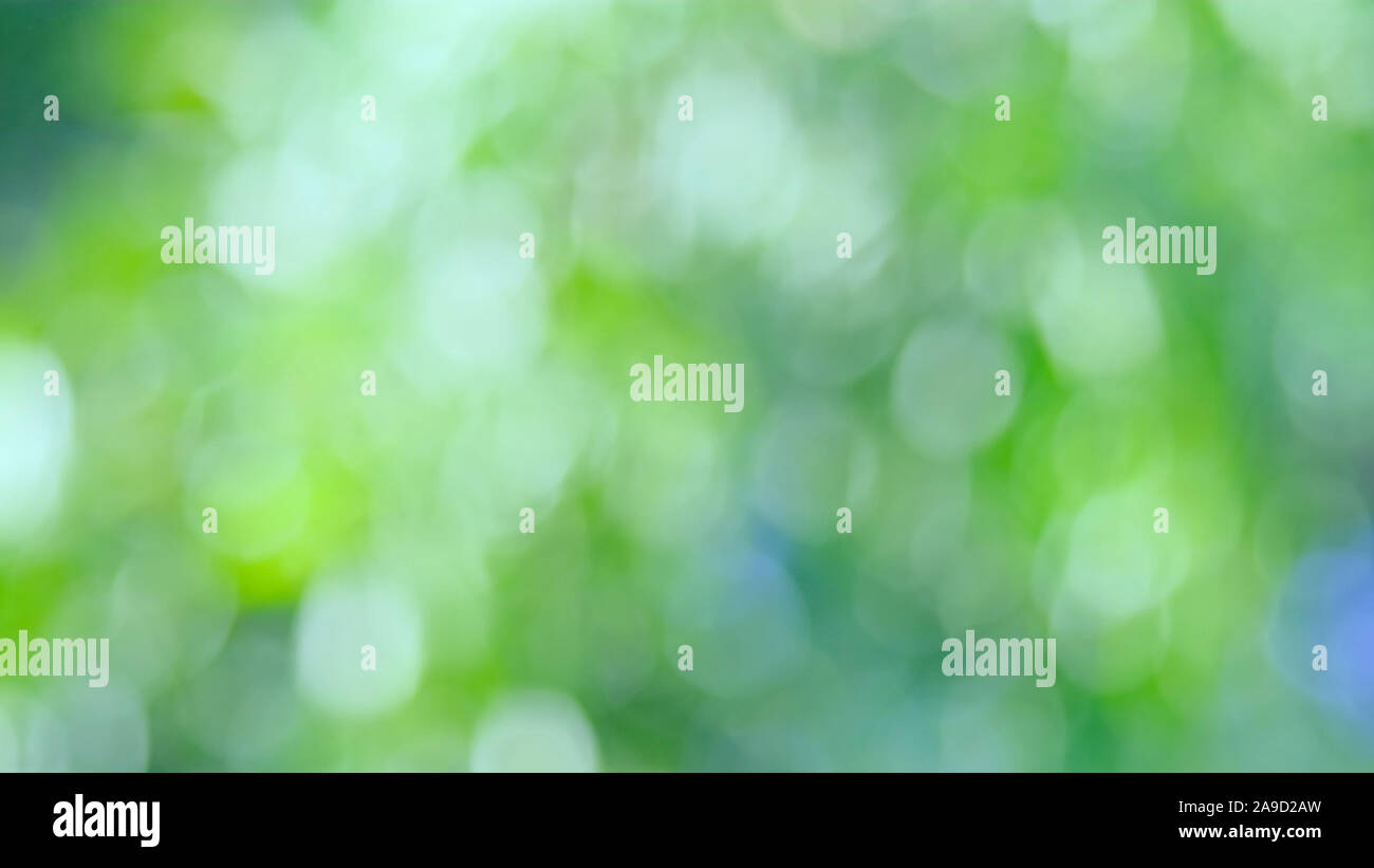 Defocused abstract nature background with green leaves and bokeh lights ...