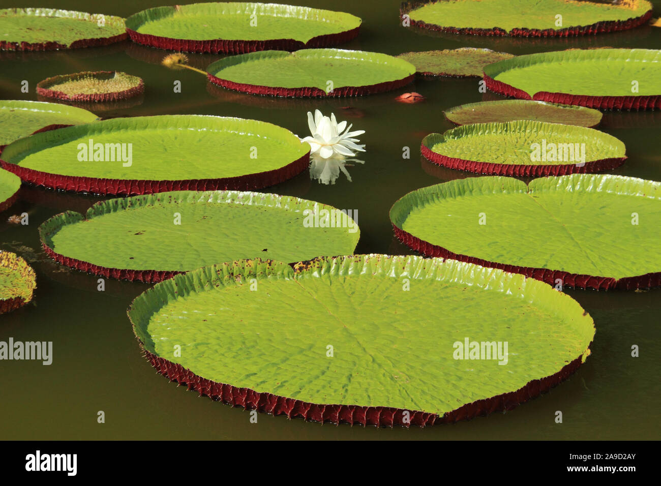 Victoria cruziana aquatic water plant with giant leaves Pantanal Brazil ...