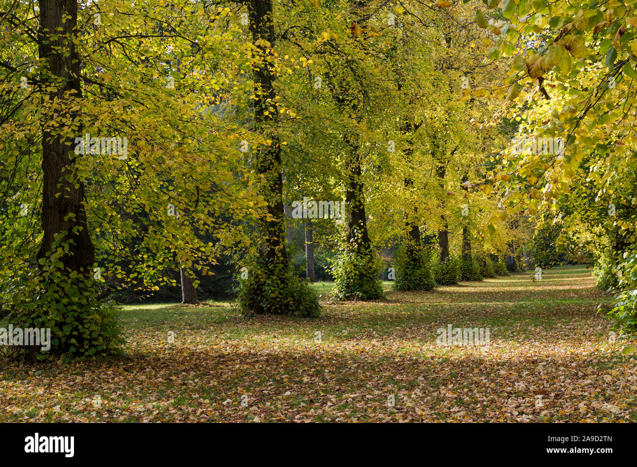 Westonbirt arboretum autumn hi-res stock photography and images - Alamy