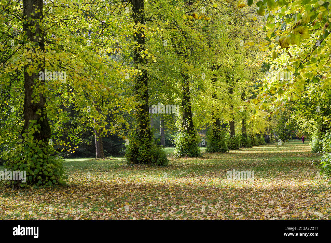 Autumn colours at Westonbirt, The National Arboretum,Gloucestershire ...