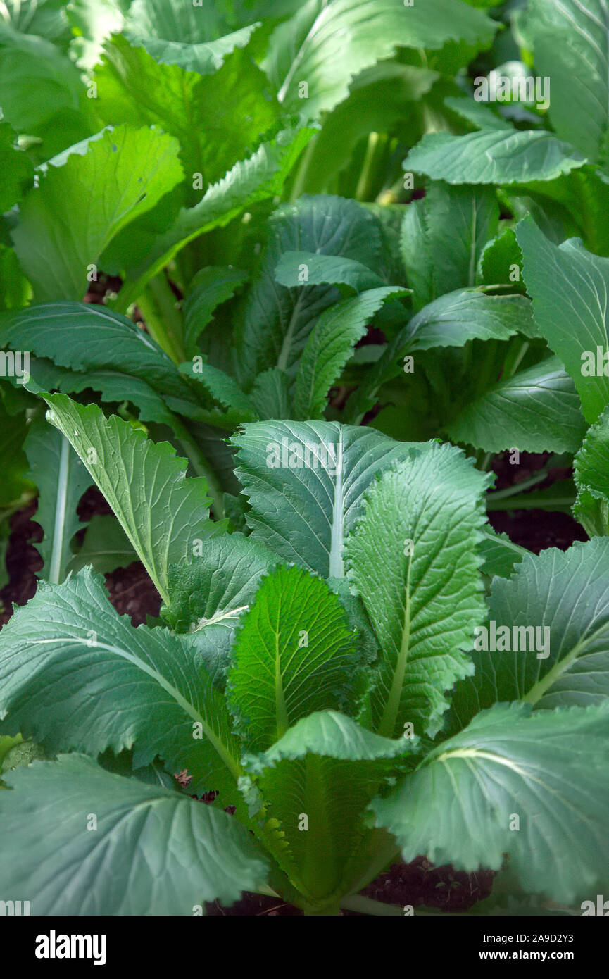 Brassica Rapa Pekinensis High Resolution Stock Photography and Images ...