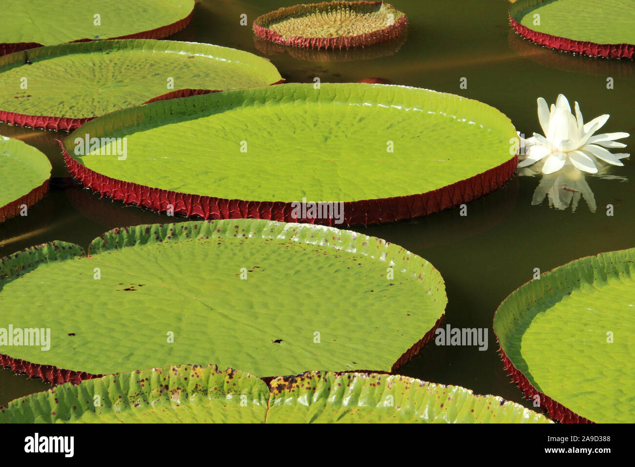 Victoria cruziana aquatic water plant with giant leaves Pantanal Brazil ...