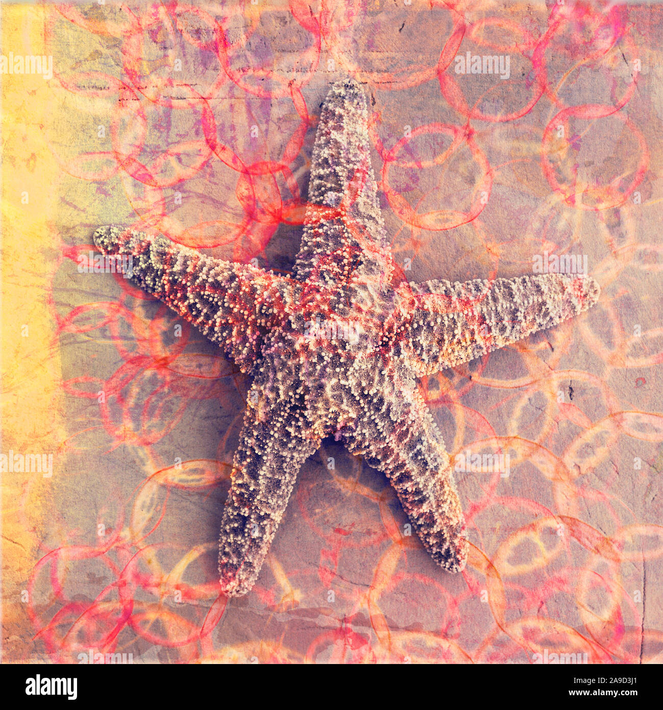 Starfish Seashell Art Stock Photo - Alamy