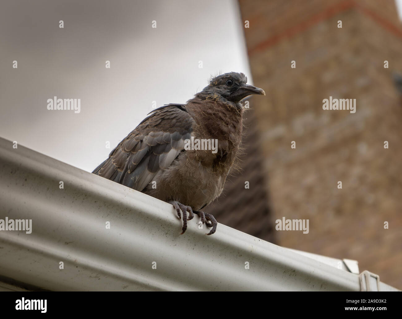 Pet pigeon child hi-res stock photography and images - Alamy