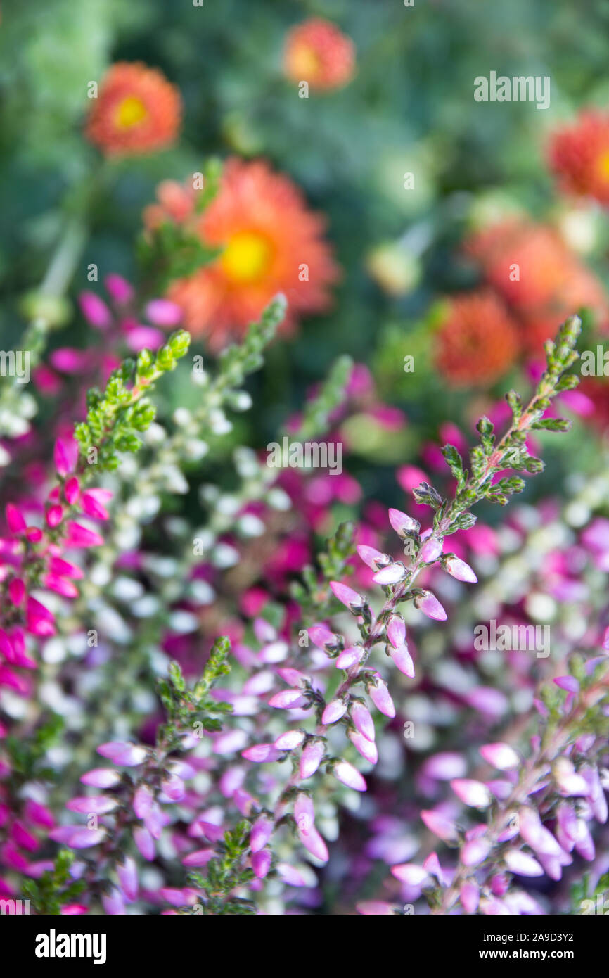 Garden heather bed hi-res stock photography and images - Alamy