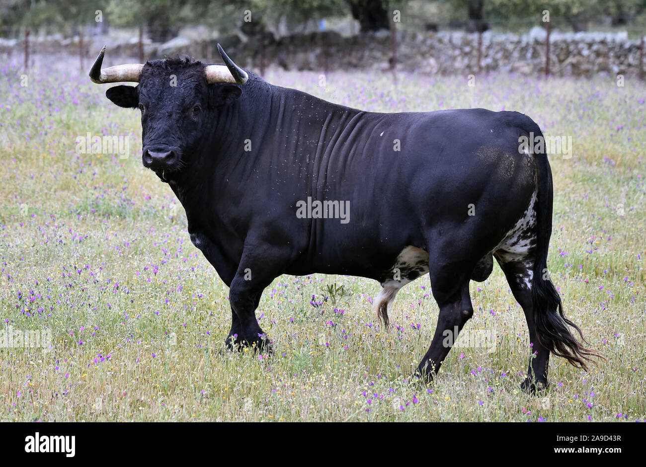 Agressive bull hi-res stock photography and images - Alamy