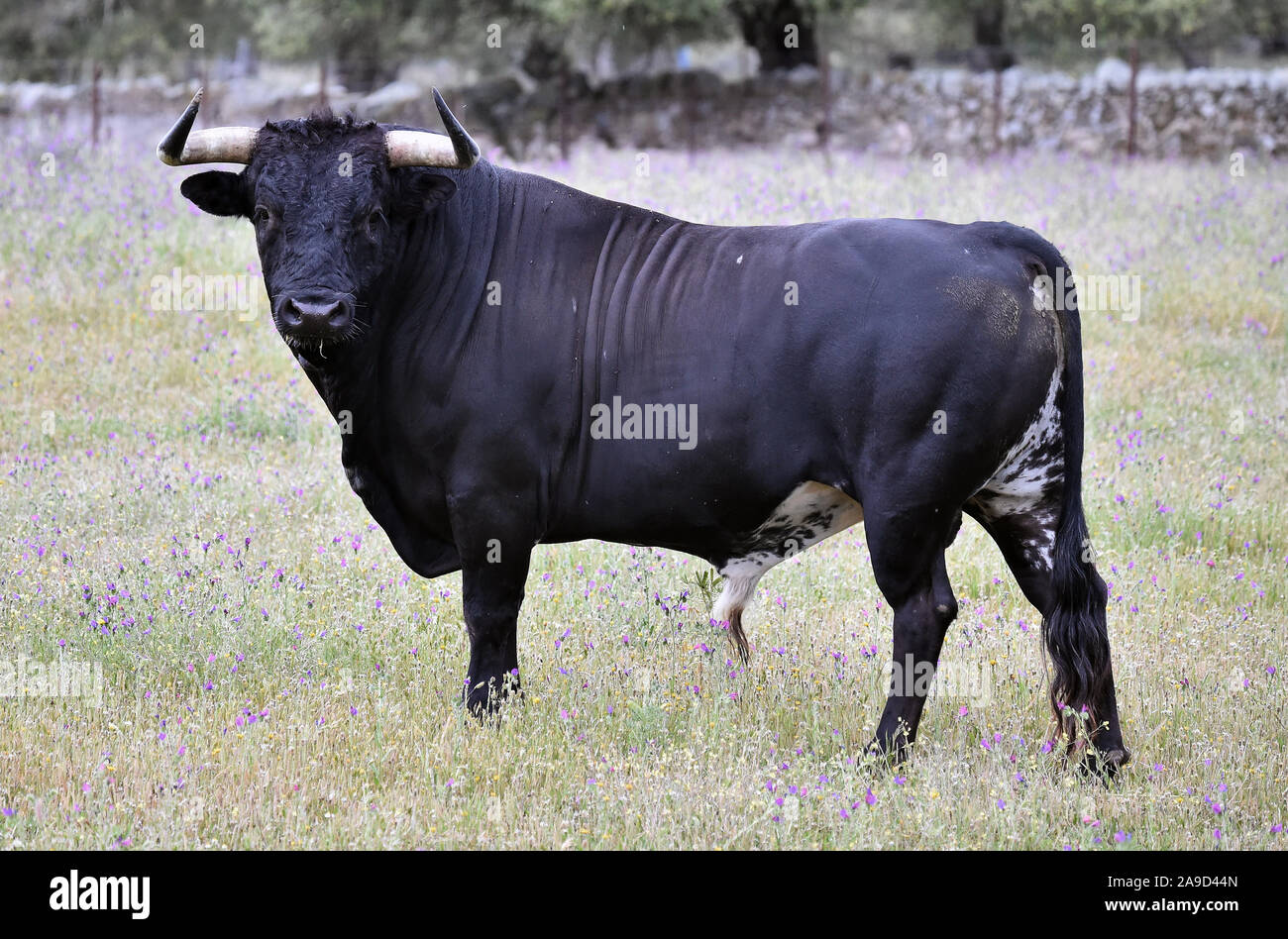 Agressive bull hi-res stock photography and images - Alamy