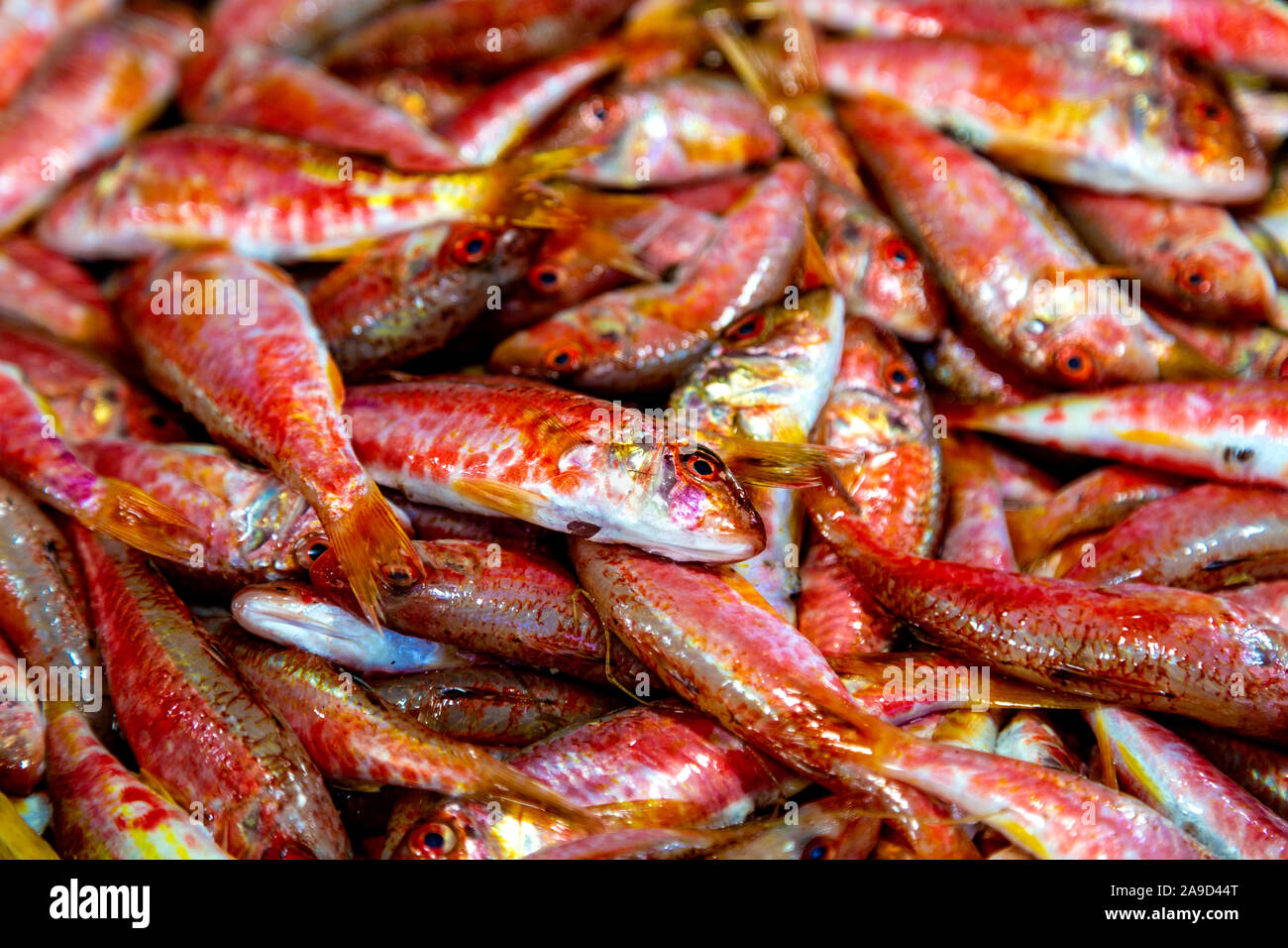 Fish Market Fethiye Turkey at Daniel Shears blog