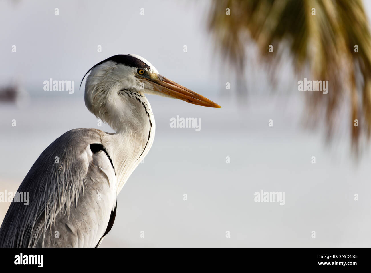 The Maldives, Ari atoll, Vilamendhoo, heron, head, neck, preview Stock ...