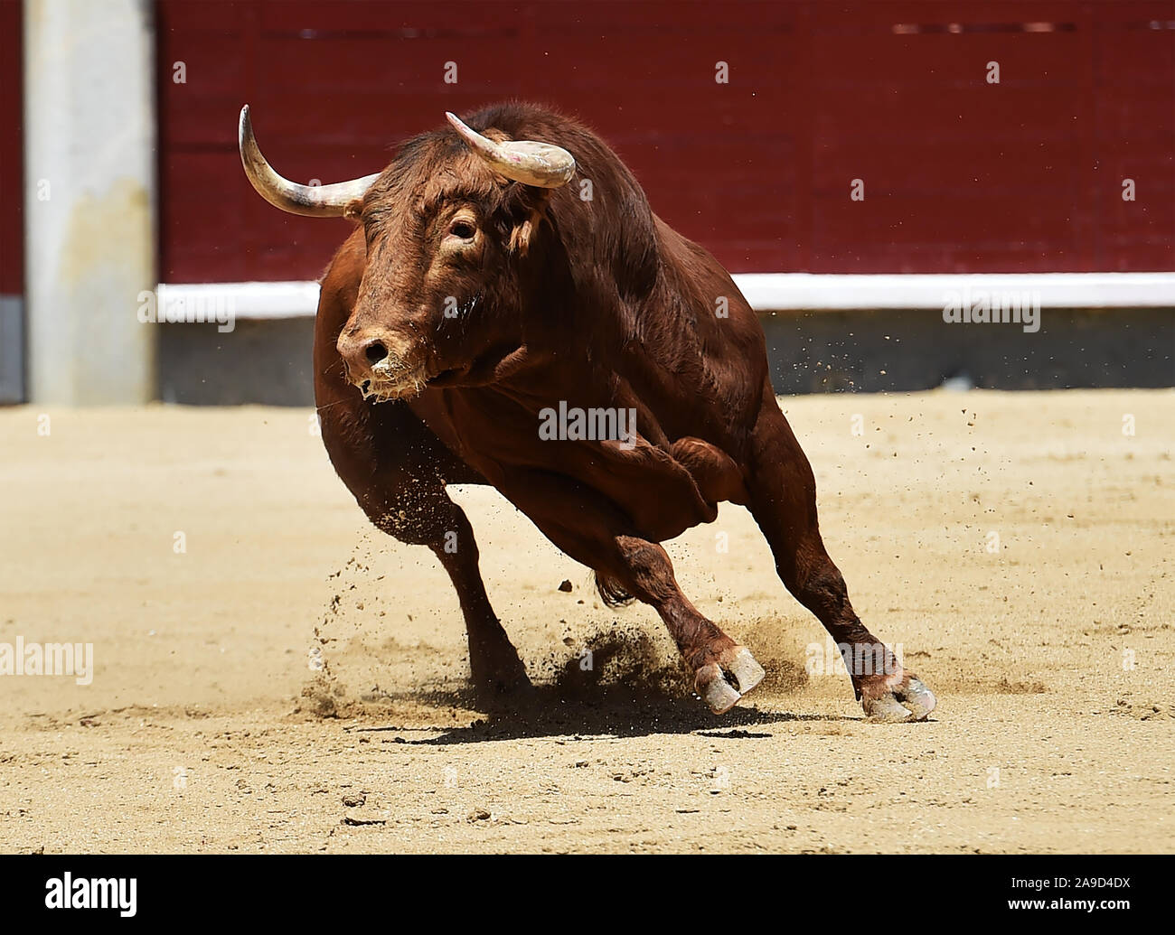 Spanish Bull Wallpaper