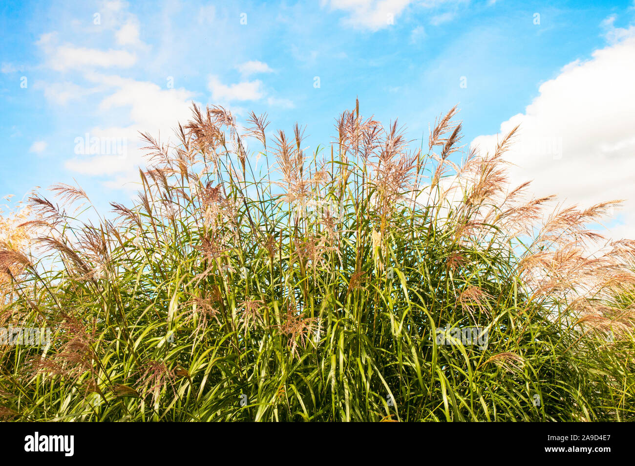 Ornamental grass clump hi-res stock photography and images - Alamy