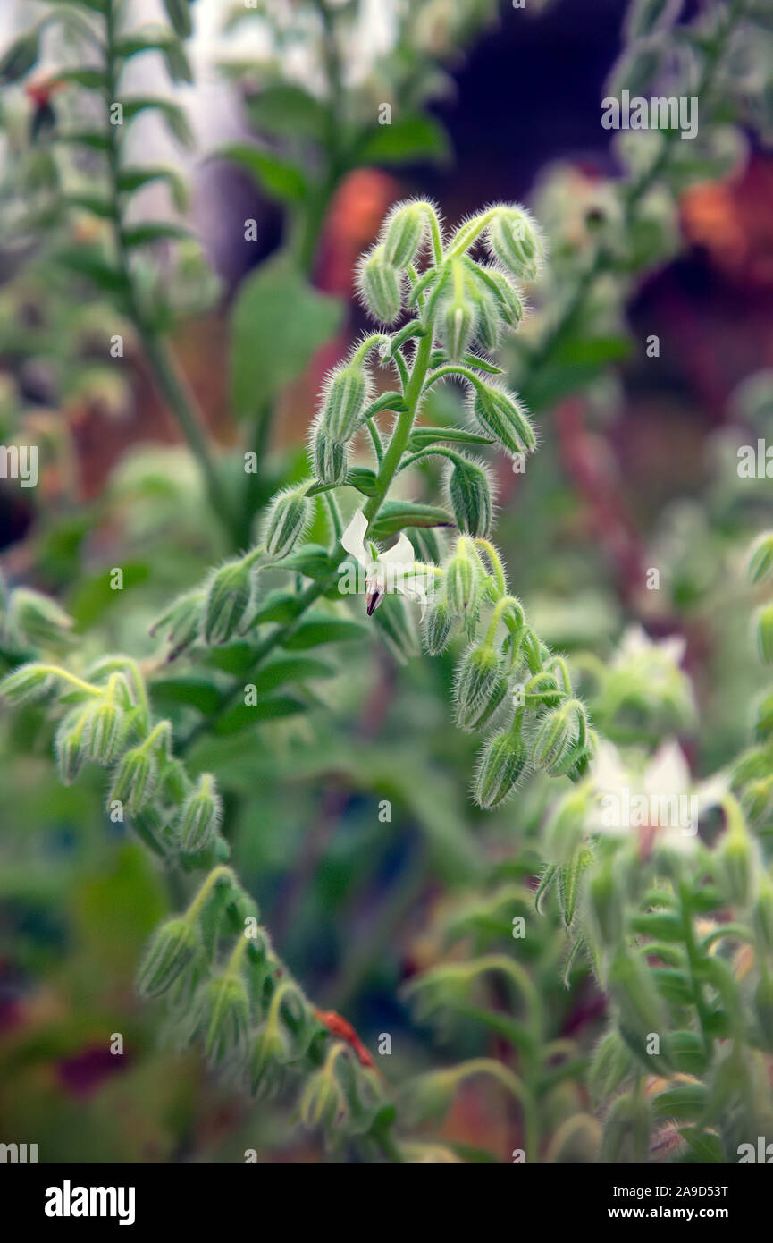 Borage cream hi-res stock photography and images - Alamy