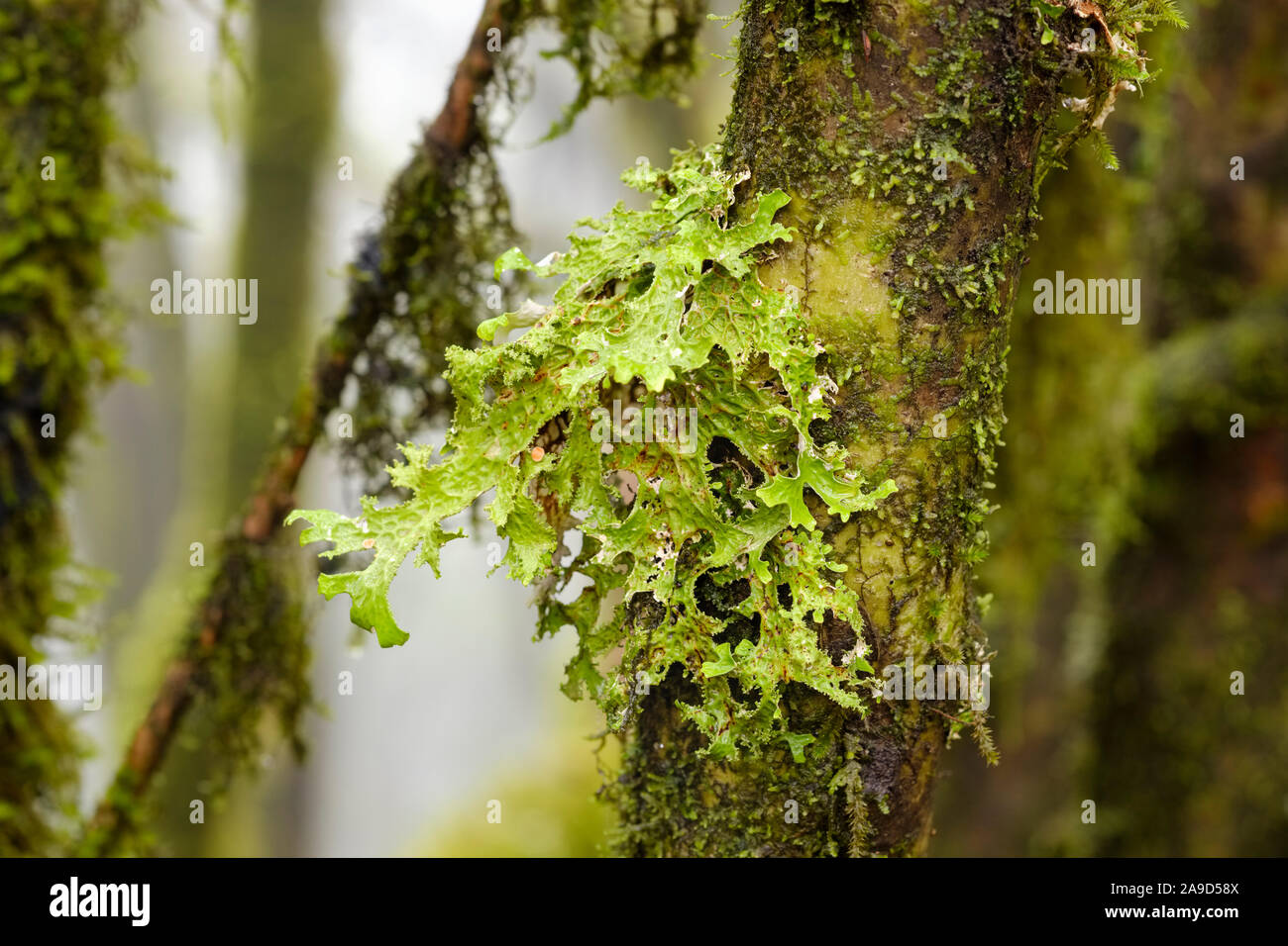 Lichens in trunk in the nebulous wood, national park Garajonay, La ...