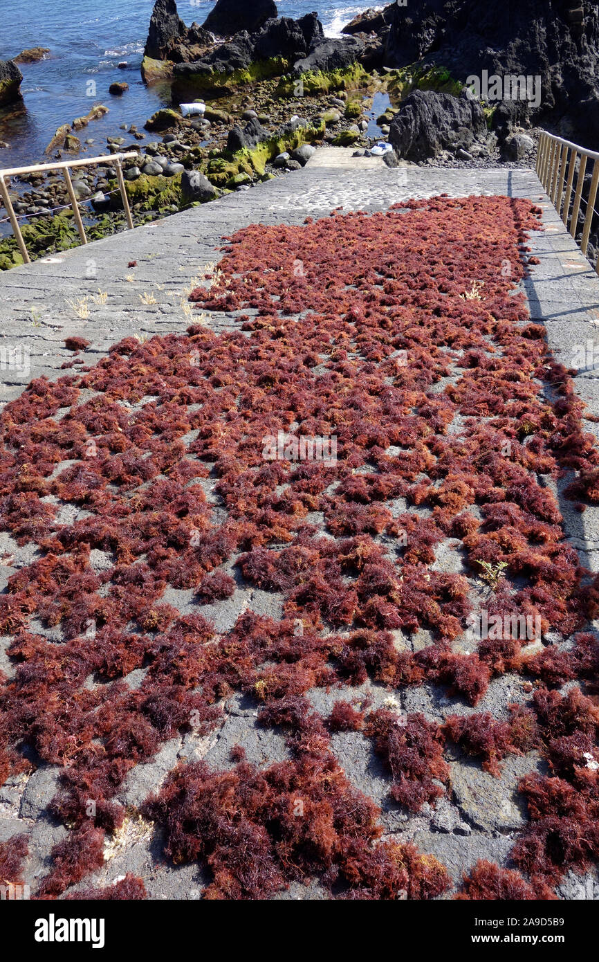 Drying Algae High Resolution Stock Photography and Images - Alamy