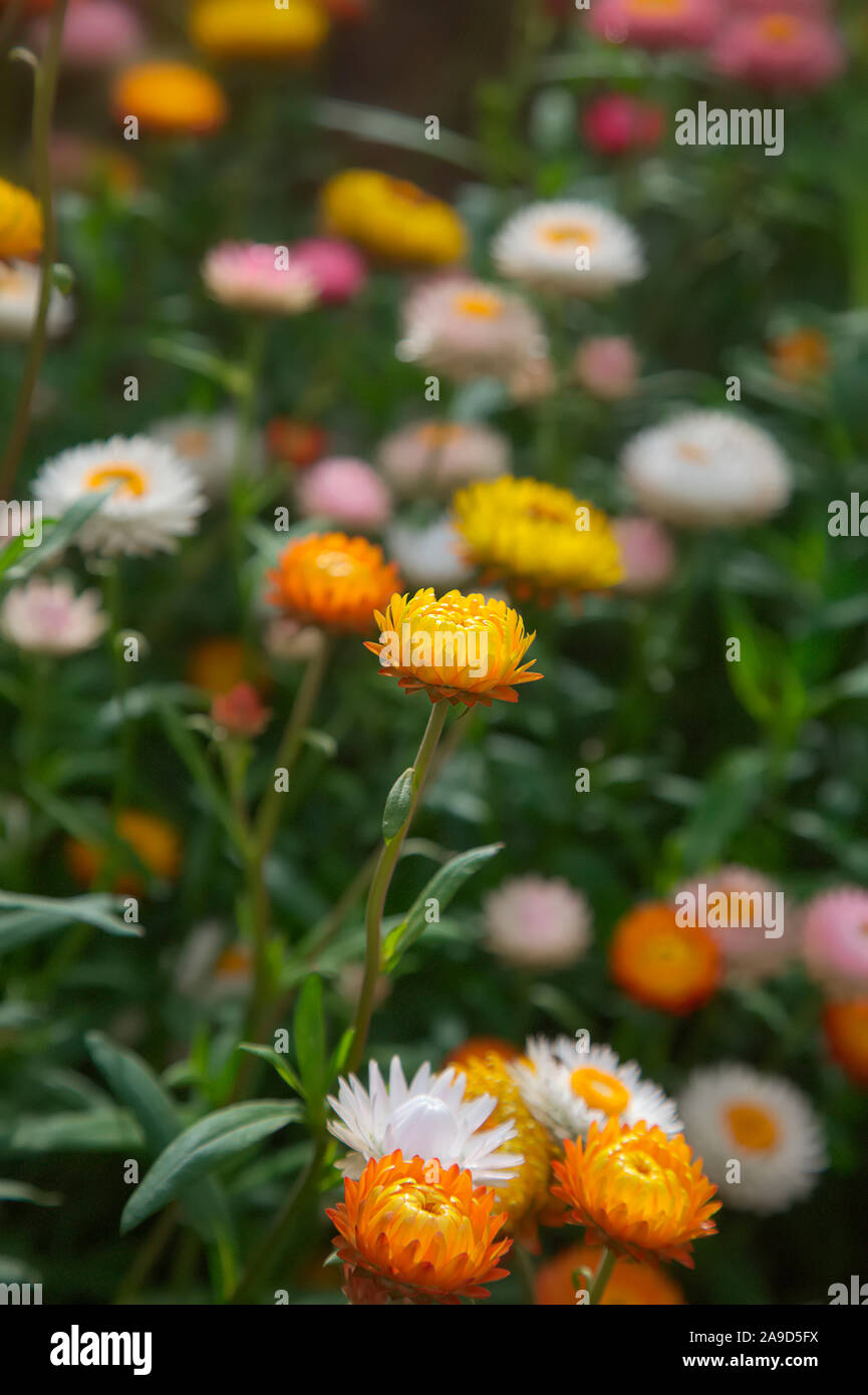 Everlasting flower hi-res stock photography and images - Alamy