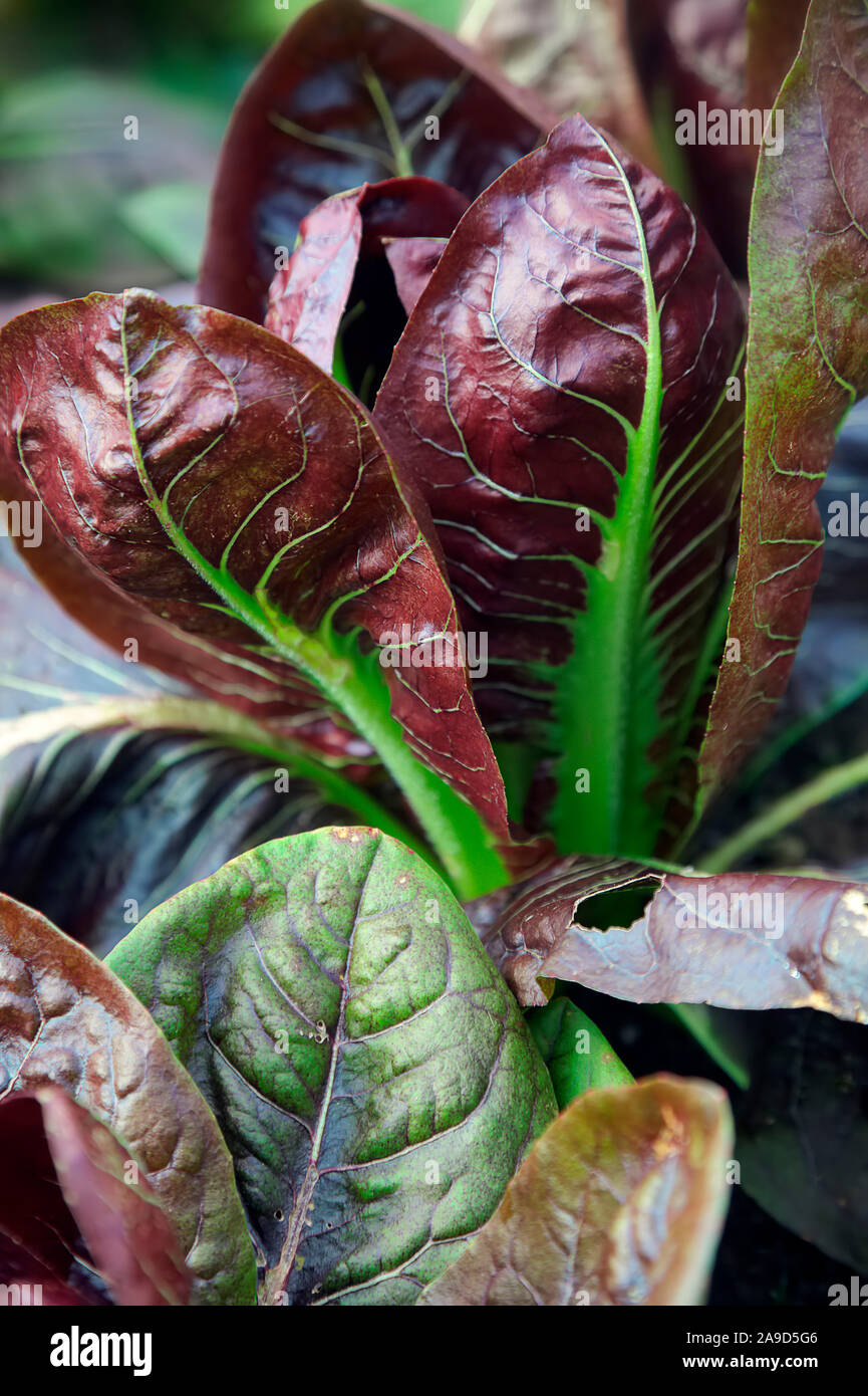 Radicchio rosa hi-res stock photography and images - Alamy
