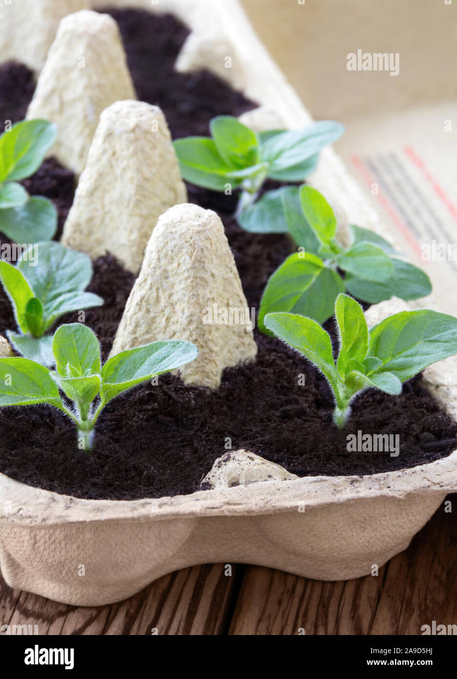 Gardening with egg box and soil Stock Photo - Alamy