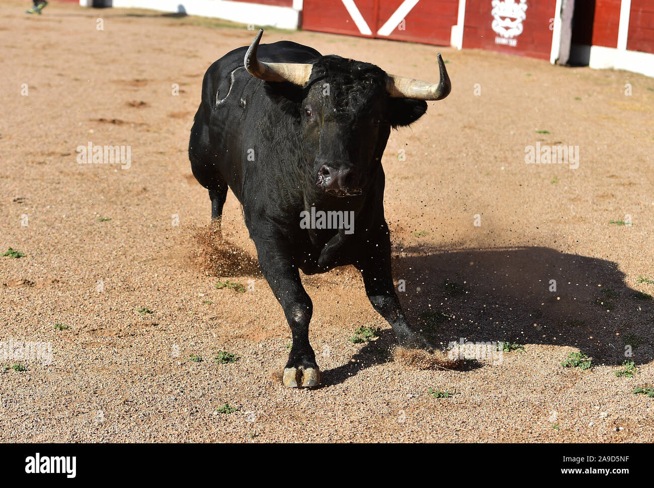 Ferocius hi-res stock photography and images - Alamy