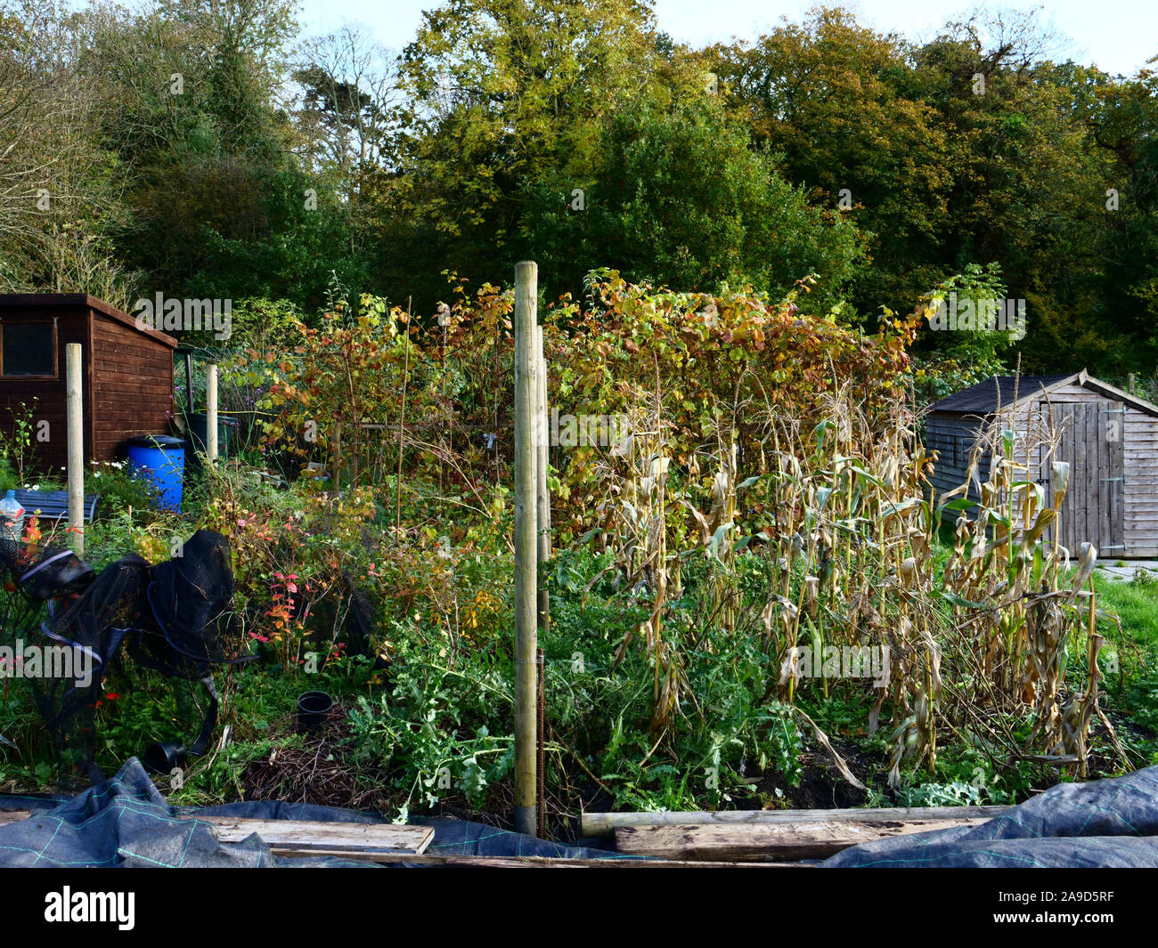 Allotment plot seen in London, England, UK in November autumn Stock ...