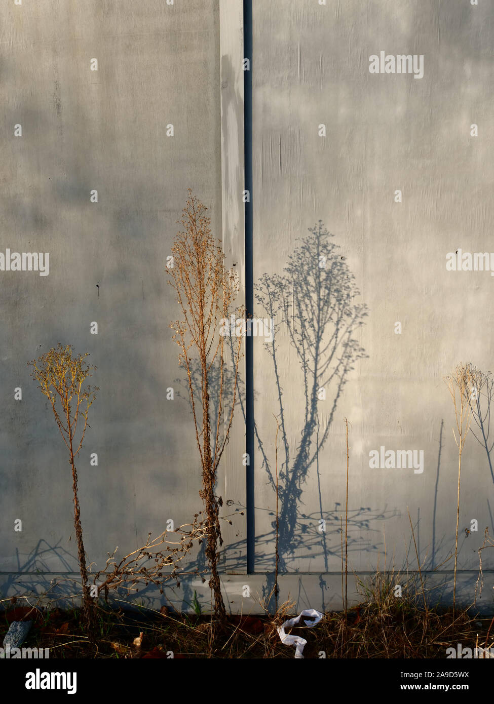Dried weed and its shadow seen against a wall on an allotment, London ...