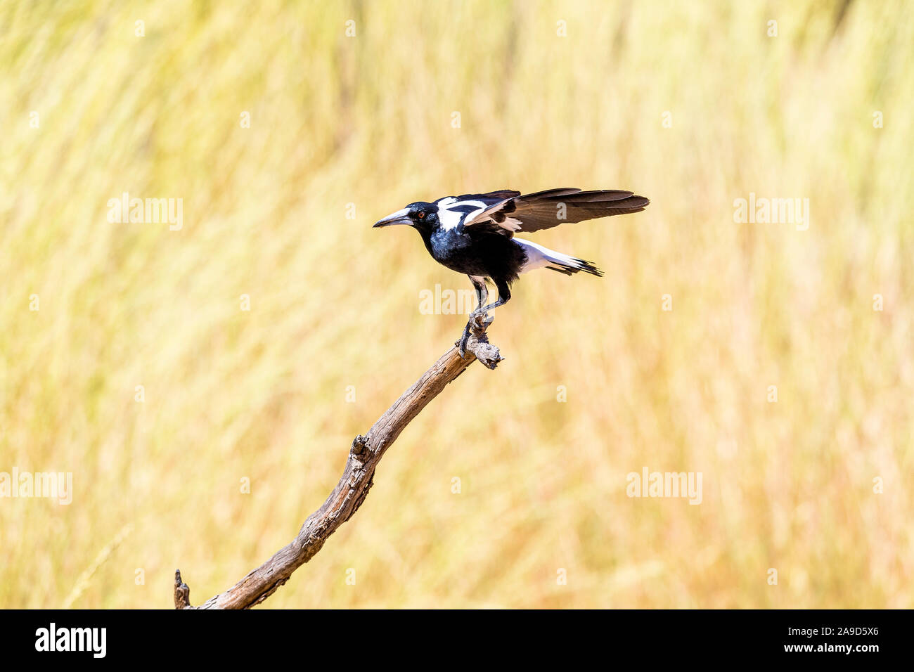 Magpie springs hi-res stock photography and images - Alamy