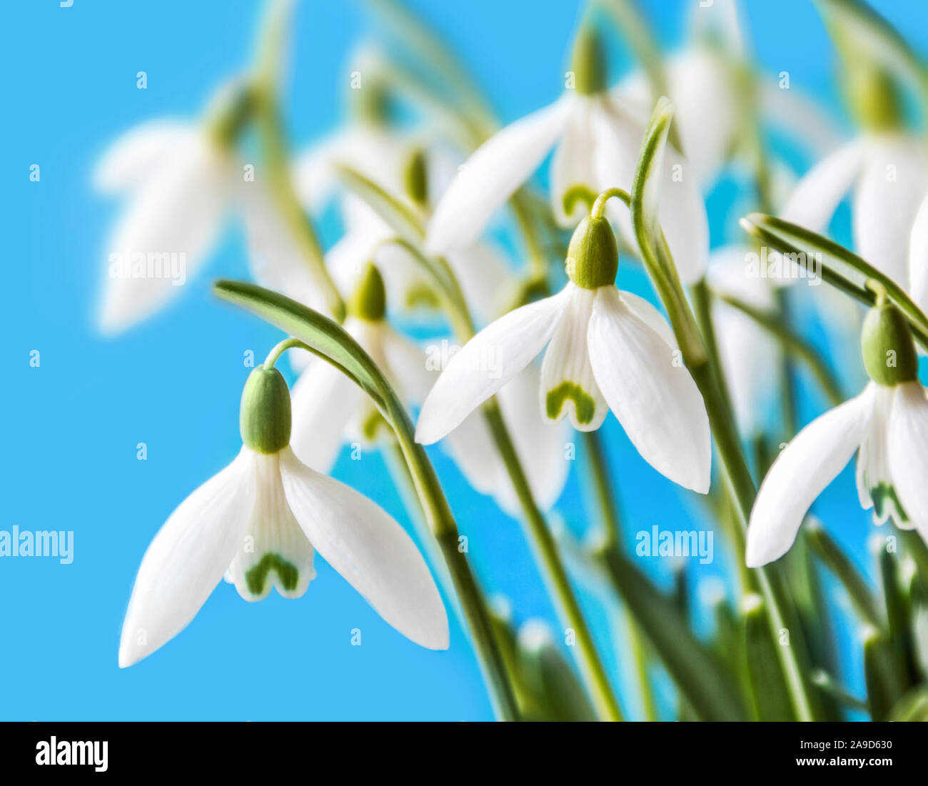 Snowdrop and blue background Stock Photo - Alamy