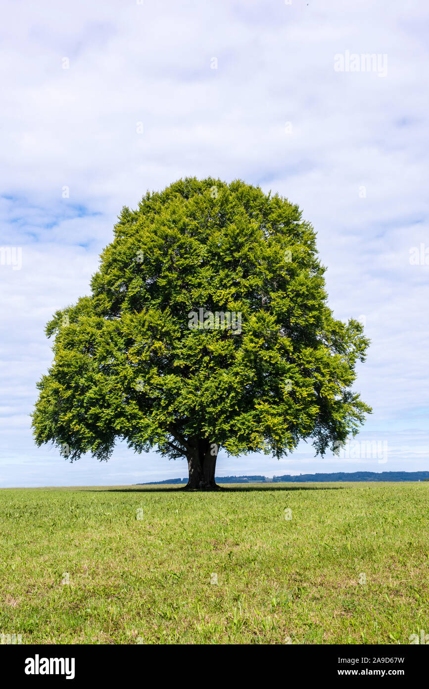 Big solitary beech tree in meadow Stock Photo - Alamy