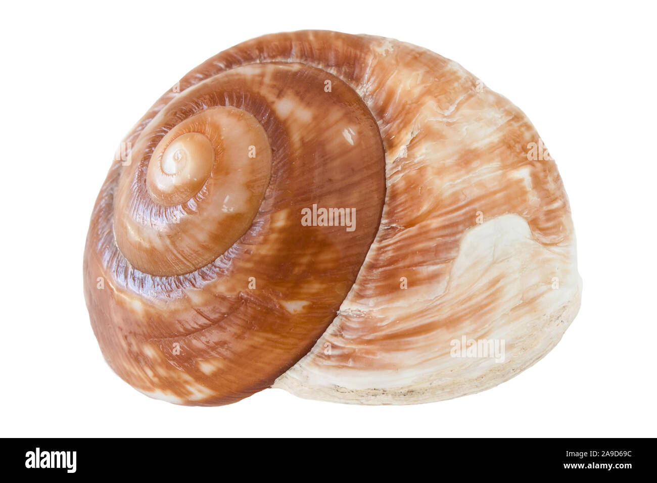 One sea shell isolated against white background Stock Photo - Alamy
