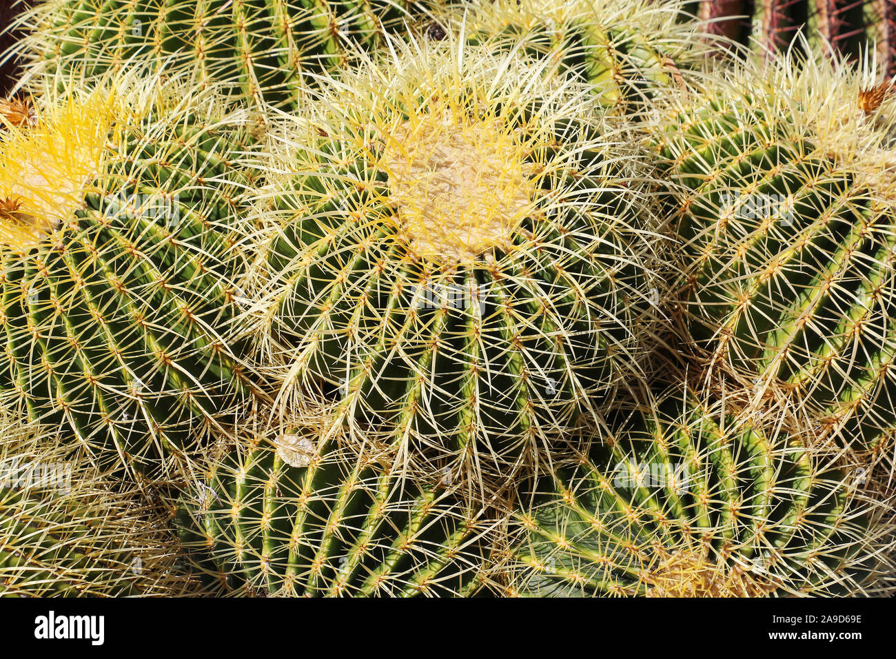 Barel cactus hi-res stock photography and images - Alamy