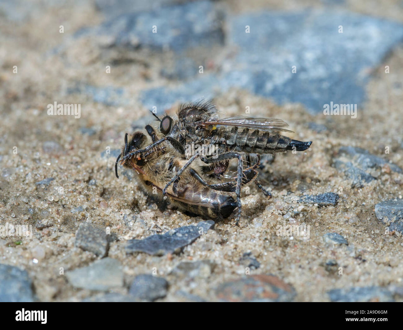 Fan-bristled robber fly, Dysmachus trigonus, female, with captured bee ...