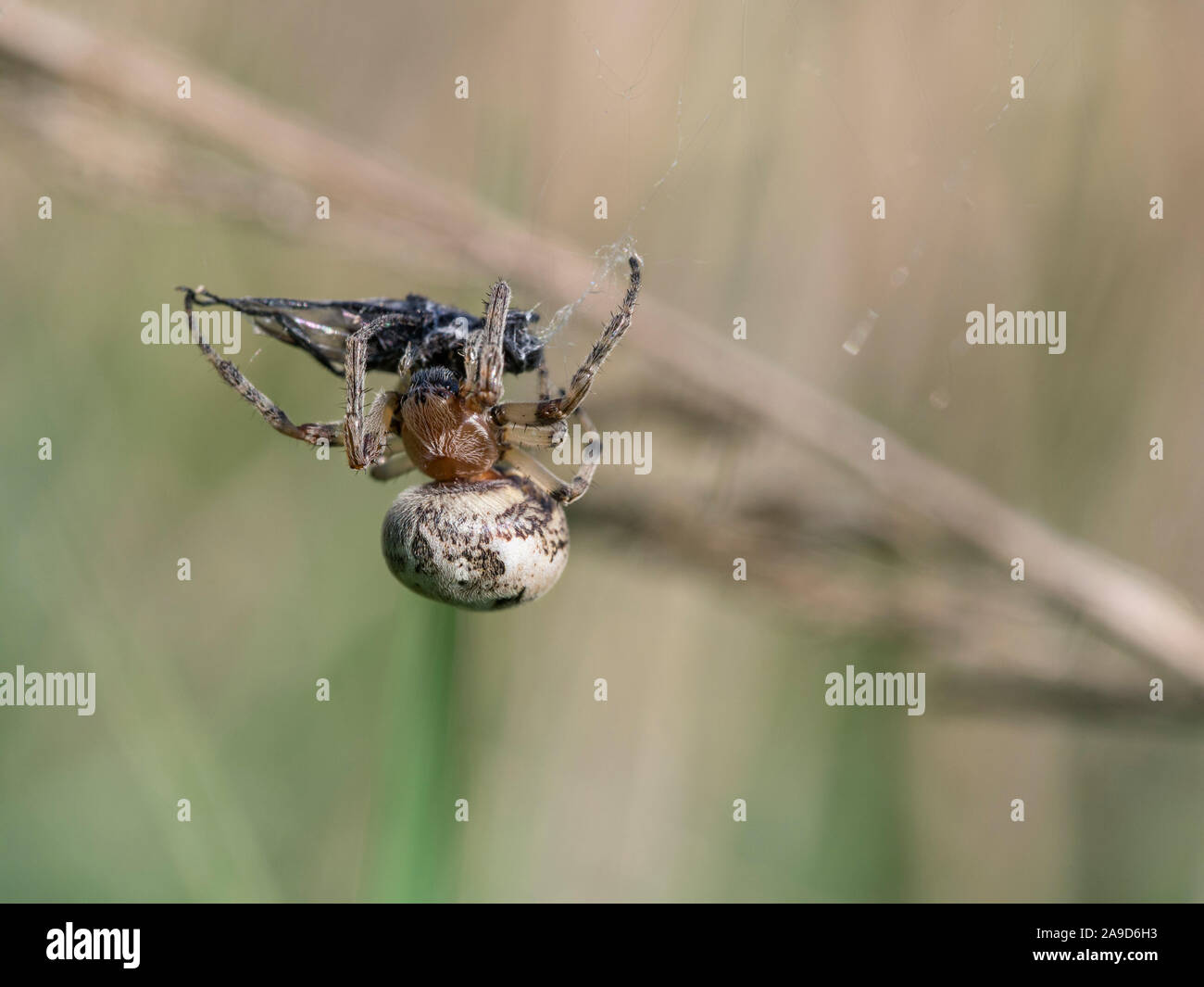 Furrow Spider High Resolution Stock Photography and Images - Alamy