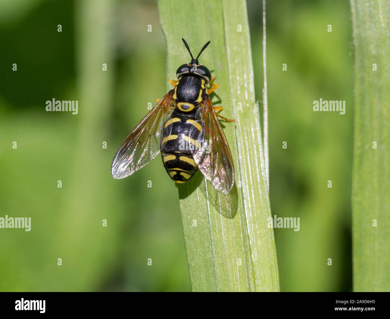 Festivum hi-res stock photography and images - Alamy