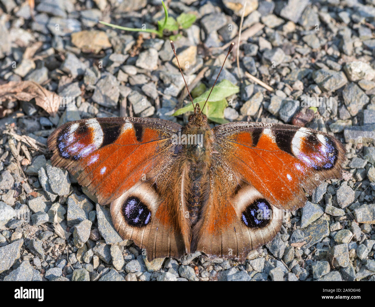 Peacock butterfly, Aglais io, sitting on the ground Stock Photo - Alamy